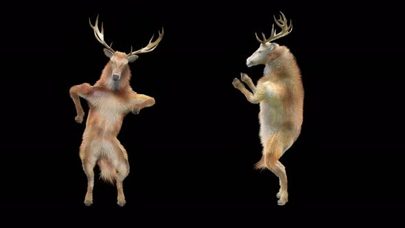 Deer Dancing 4K, Motion Graphics | VideoHive