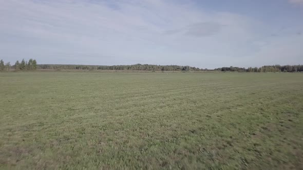 Поля и лес, Stock Footage | VideoHive