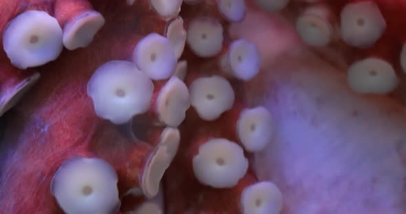Octopus Tentacles Close Up, Stock Footage | VideoHive
