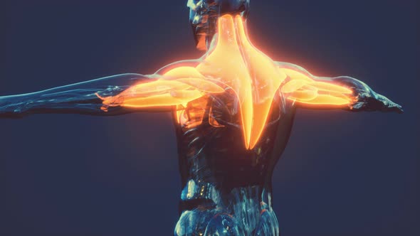 Digital Illustration of Muscular System, Motion Graphics | VideoHive