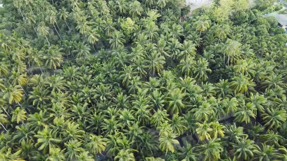 Aerial View of Coconut Farm. Green Coconut Trees Neatly Aligned., Stock ...
