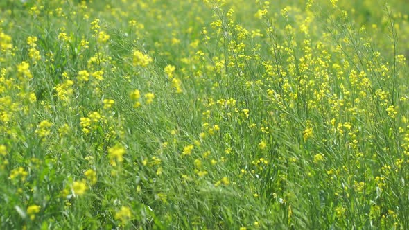 Spring Yellow Flower Field, Stock Footage | VideoHive