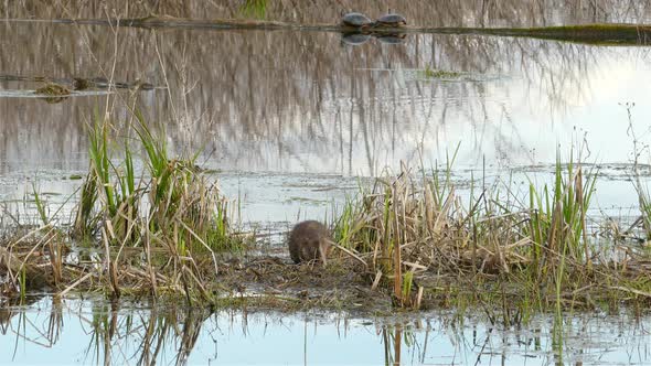 A cute little beaver digging around in the dirt., Stock Footage | VideoHive