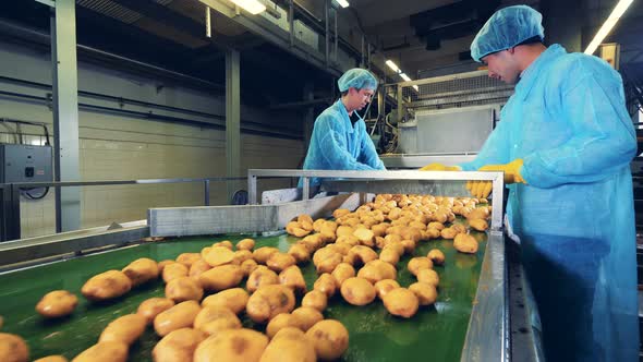 Worker Sorting Potatoes at a Food Factory., Stock Footage | VideoHive