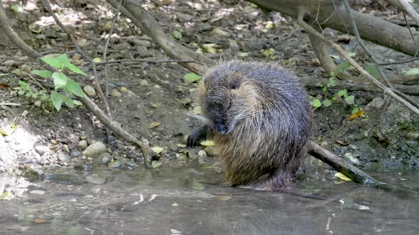Cute Beaver cleaning body on river shore during sunlight,close up ...