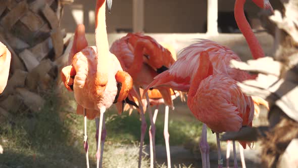 a flamboyance of flamingos mingling together. One flamingo pecks at ...