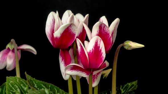 Cyclamen Flower Blossoming Timelapse, Stock Footage | VideoHive