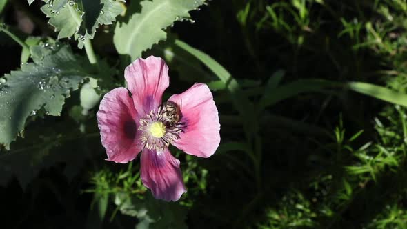 Pink poppy. Bee paradise in poppy petals., Stock Footage | VideoHive