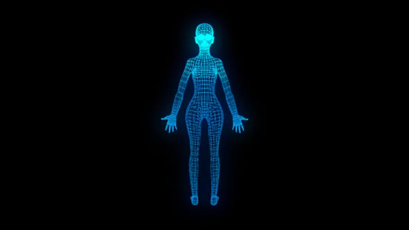 Female Body Anatomy, Motion Graphics | VideoHive