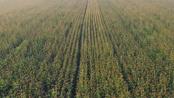 The Drone Flies Over a Ripe Corn Field Monitors the Condition for an ...
