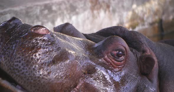 4K - Hippo opens mouth. Close-up, Stock Footage | VideoHive