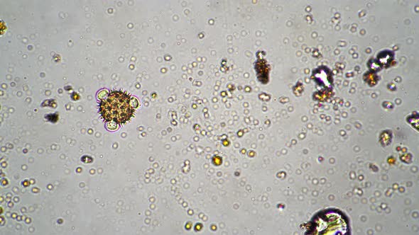 The Pollen Cell of the Foalfoot. Under the Microscope, Stock Footage