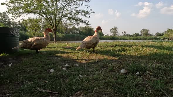 Drakes eat bread in sunny weather., Stock Footage | VideoHive