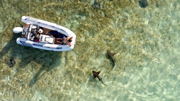 Top Down Aerial View of Small Sharks and Stingrays Swimming in Shallow ...
