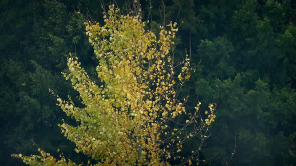 Tree Losing Leaves In Winter Storm, Stock Footage | VideoHive