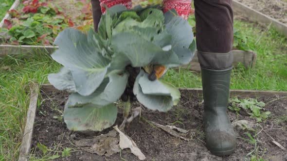 Pulling a Stalk of White Cabbage From the Ground in Slow Motion, Stock ...