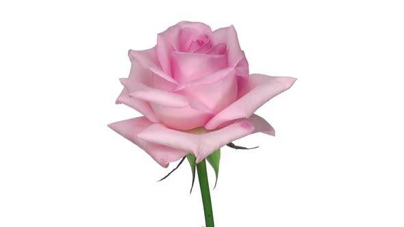 Rotating Sweet Akito rose isolated on white, seamless loop, Stock Footage