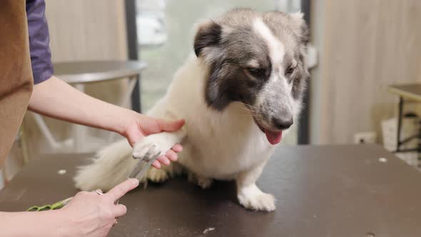 groomer clipping dog paws in grooming salon., Stock Footage | VideoHive