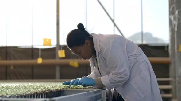 African Crop Researcher Inspecting Seedlings, Stock Footage | VideoHive