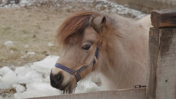 Closeup of Two Ponies on Ranch in Winter Time, Stock Footage | VideoHive