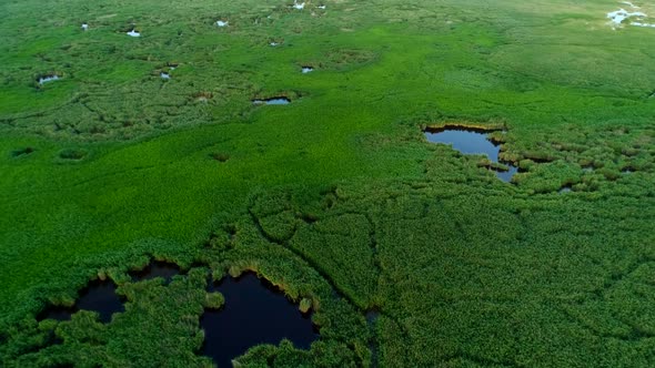 Aerial View Of Reeds, Stock Footage | VideoHive