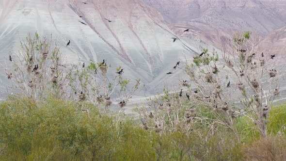 Great Cormorant Colony, Stock Footage | VideoHive
