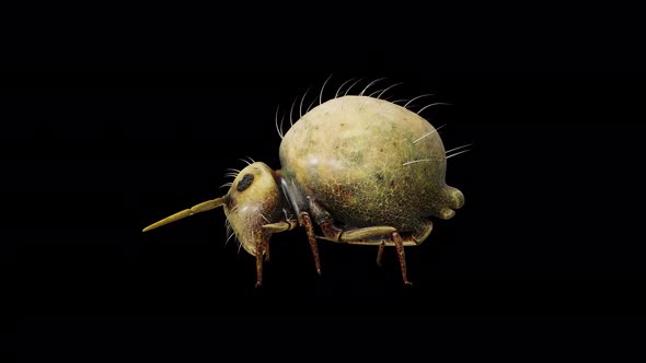 Springtail İnsect Walk – 3, Motion Graphics | VideoHive