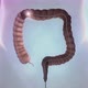 Digestive system- Sigmoid colon, Descending colon, Motion Graphics