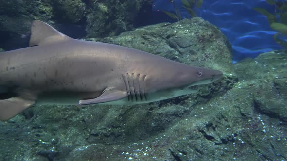 Grey reef shark with a large jaw and strong fins hunts near the rocks ...