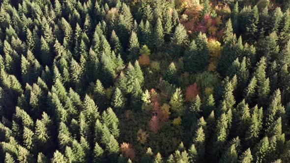 Drone Flying Over the Tops of Pine Trees in Nature with Landscape ...