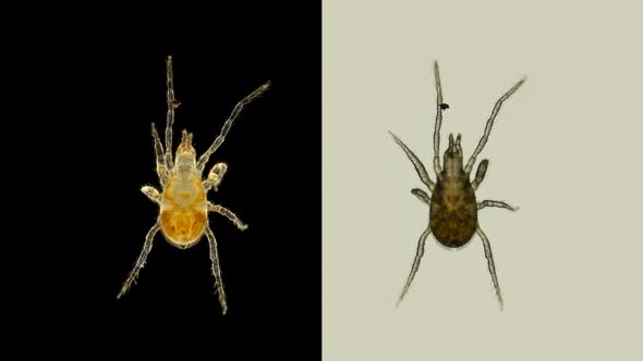 Acari(mite) Under a Microscope, Order of the Mesostigmata, Arachnida ...