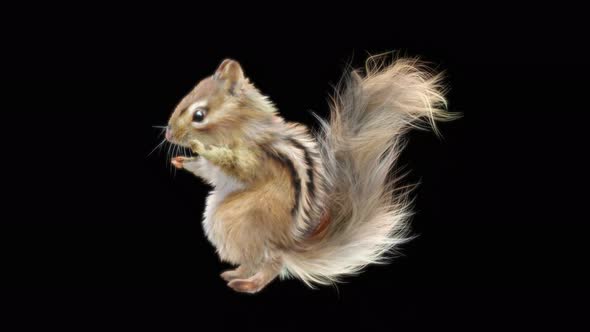 75 Chipmunk Hip Hop Dancing 4K, Motion Graphics | VideoHive