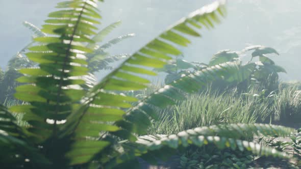 Beautiful Jungle, Motion Graphics | VideoHive