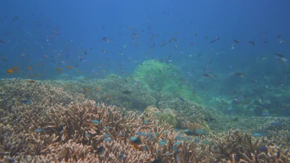 camera moving through a colorful coral reef with lots of acropora hard ...