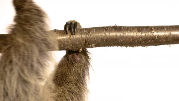 White background sloth with copy space hanging upside down, Stock Footage