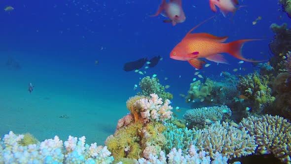 Coral Reefs Seascape, Stock Footage | VideoHive