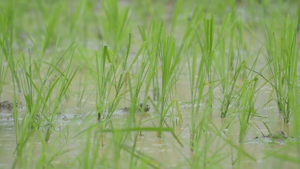 Raining In Rice Field, Stock Footage | VideoHive