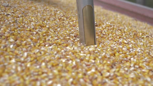 Farmer Sampling Harvested Corn Grain, Stock Footage | VideoHive