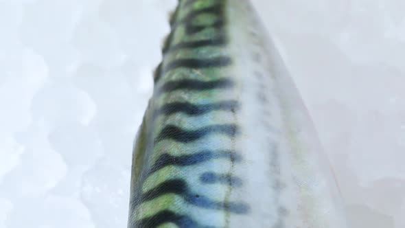 Single fresh raw mackerel fish on ice close up, Stock Footage | VideoHive