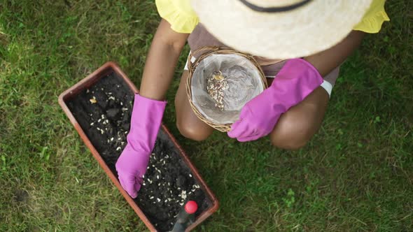 High Angle View Slim African American Woman Seeding Seeds in Pot in ...