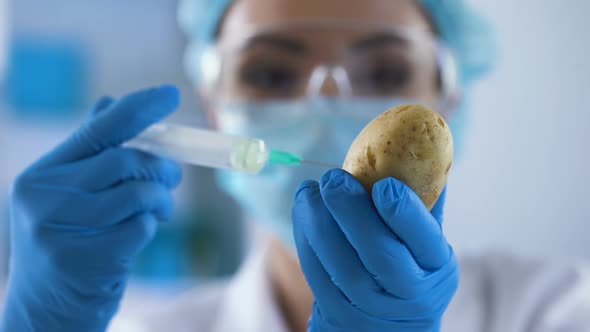 Female Scientist Injecting Chemical Liquid in Potato, Gmo and Food ...