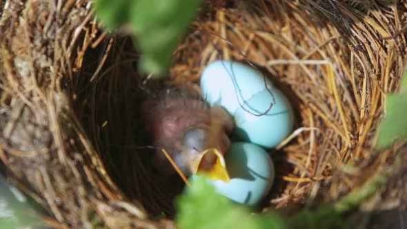 Close up of newborn baby bird in its nest waiting to be fed by its ...