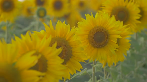 Sunflower blowing in the wind, Stock Footage | VideoHive