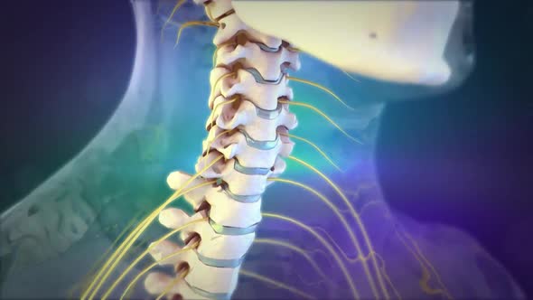 neck disc system 3d medical animation, Motion Graphics | VideoHive