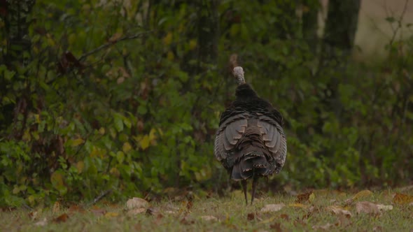a hen turkey flapping her wings in high speed, Stock Footage | VideoHive