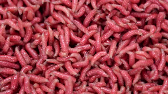 Maggot Worms of Red Color Crawl and Move, Stock Footage | VideoHive