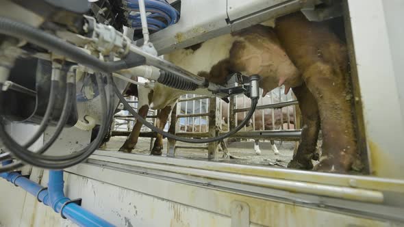 Automatic Milking Machine Cleaning And Disinfecting Teats Of Dairy Cattle. - close up, Stock Footage