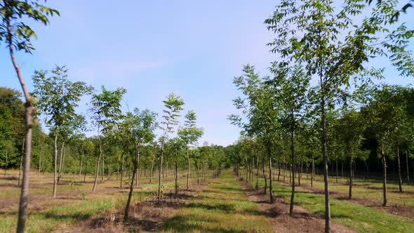 Fields Plantations of Forester's Unique Hybrid Nut Designed to Produce ...