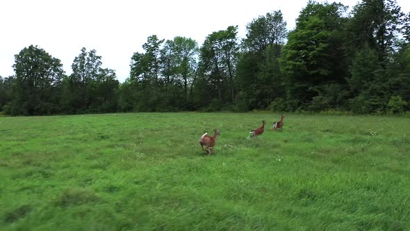 3 white tail deer running and frolicking through field into forest ...