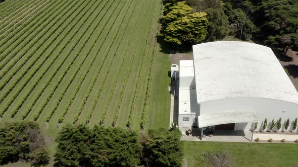 AERIAL High Above Rows Of Grapevines On Rural Vineyard Farm, Stock Footage